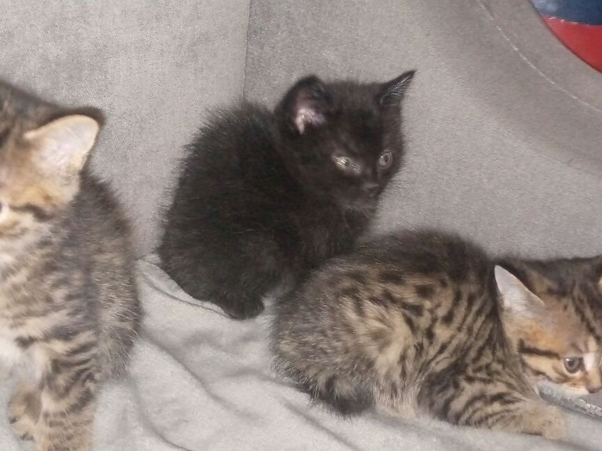 Отдам котят бесплатно