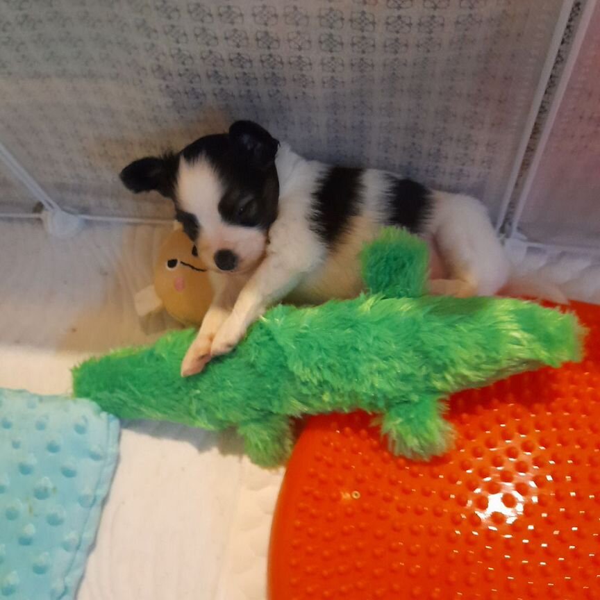 Мальчик папийон