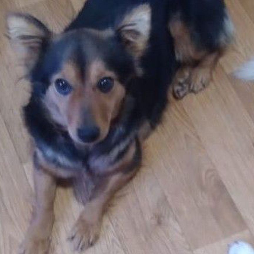 Взрослая собака в добрые руки