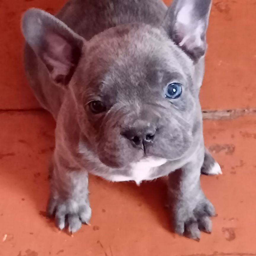 Малыш голубого окраса