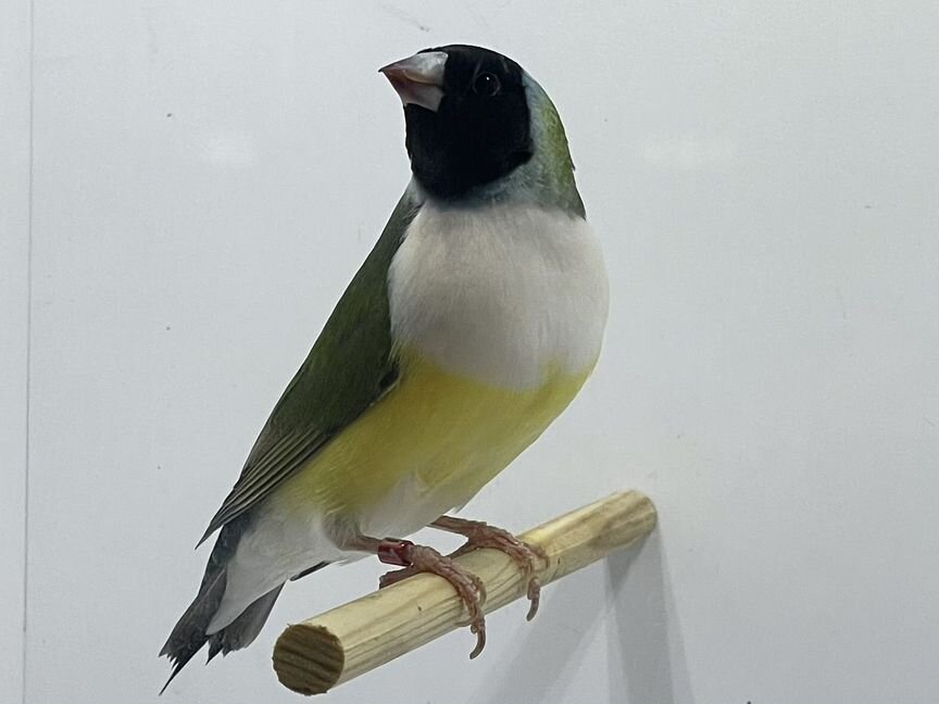 Амадина гульда, самец и самка