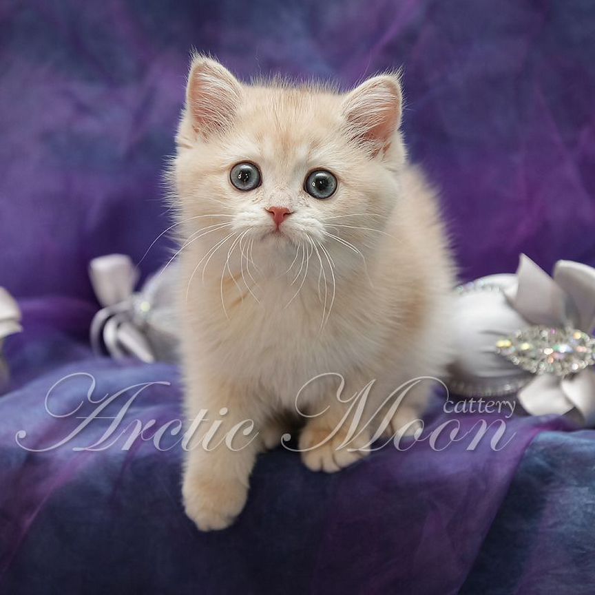 Британская шиншилла котята