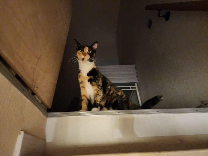Кошка