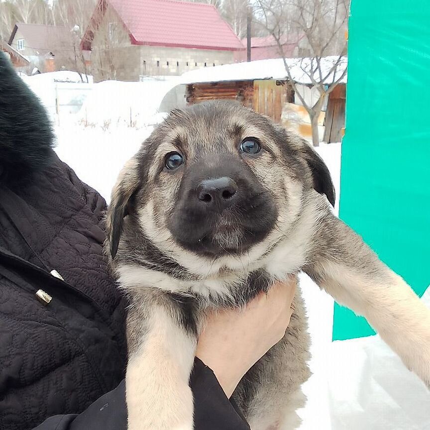 Кутята в добрые руки