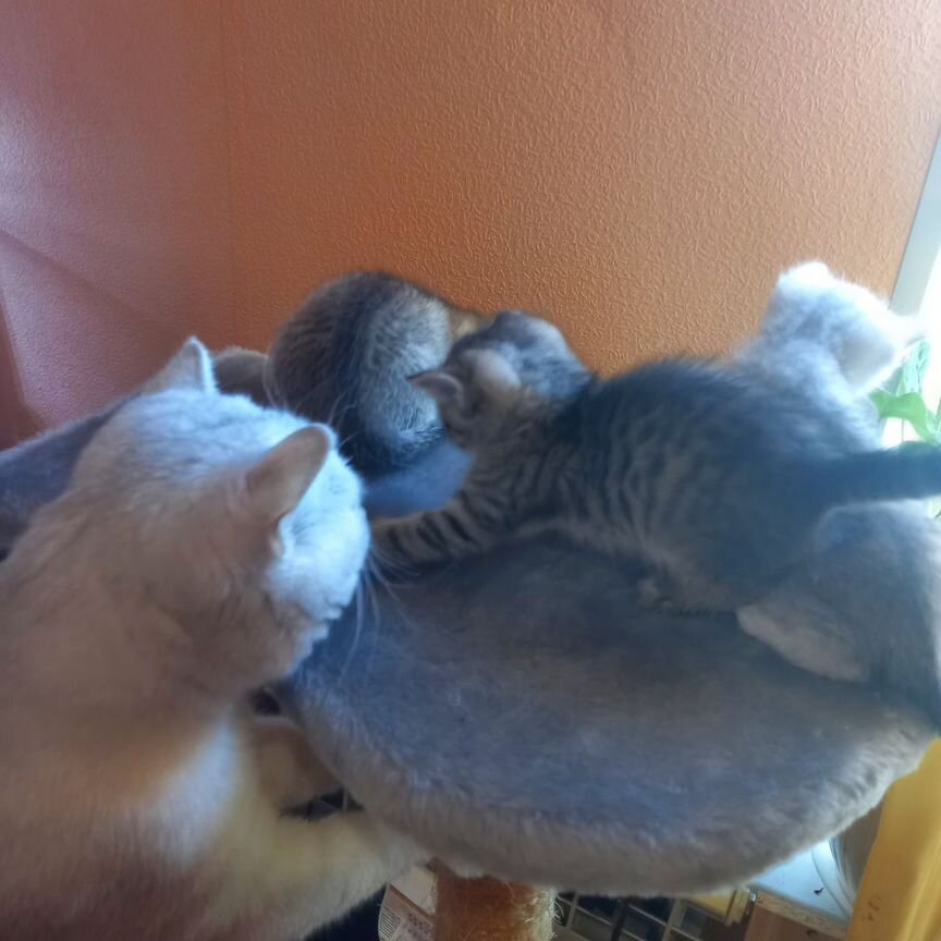 Британские котята шиншилла