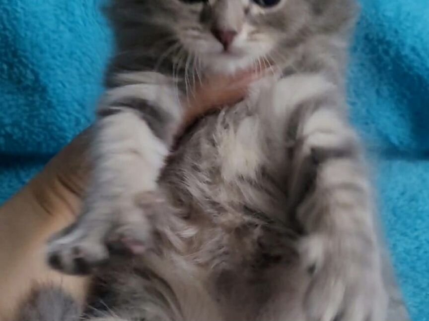 Сибирские пушистики)