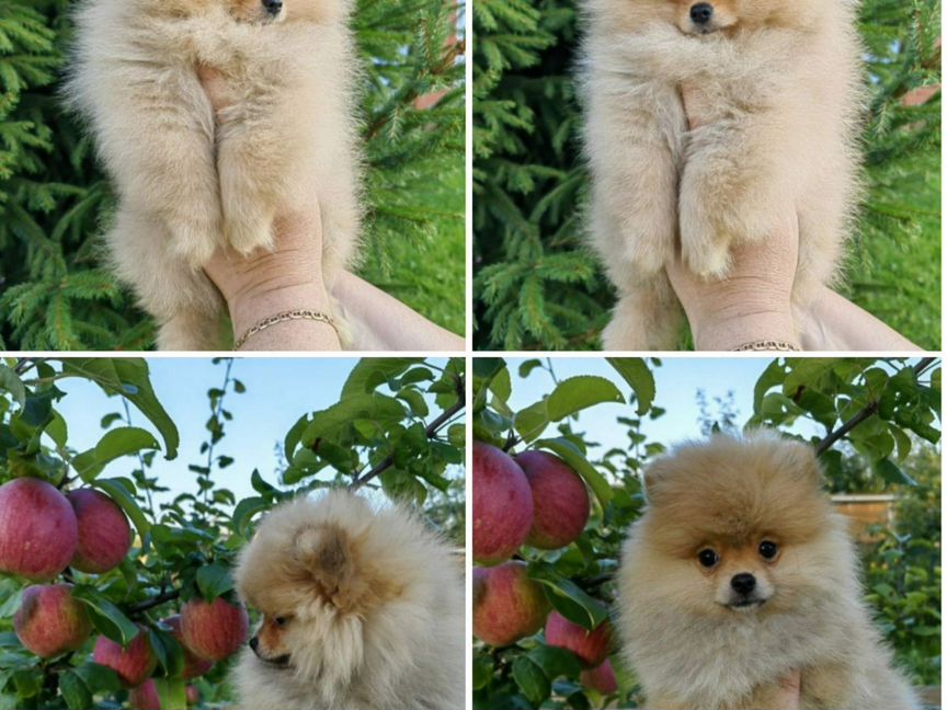 Померанский шпиц мини щенки