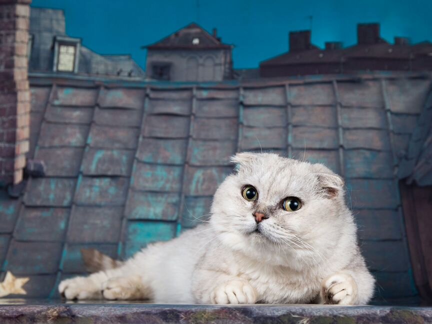 Шотландский вислоухий кот Барс в добрые руки