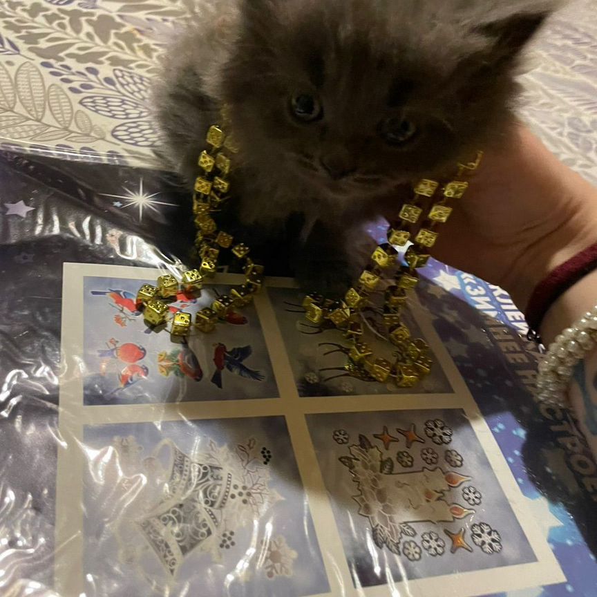 Котята