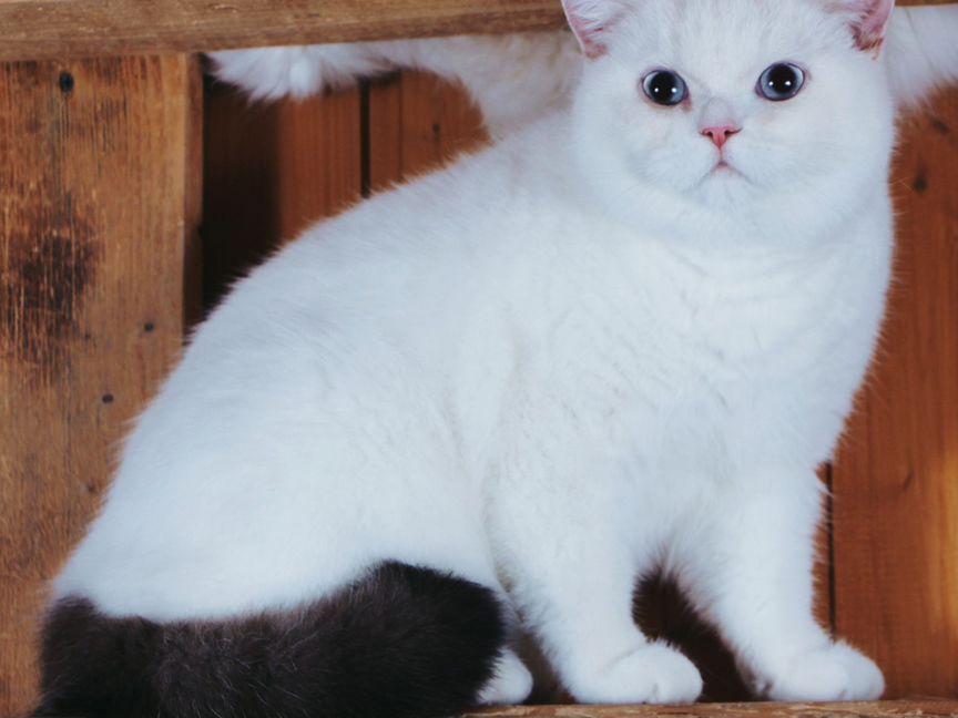 Британский котик