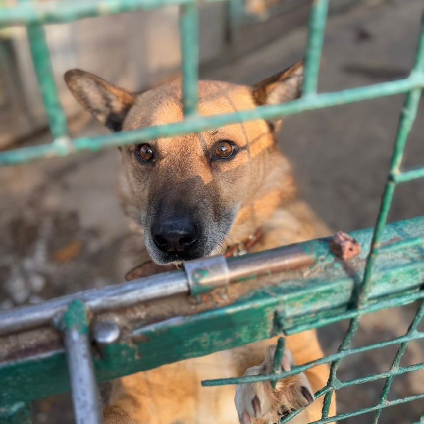 Федя – ненужный хозяевам пёс из приюта