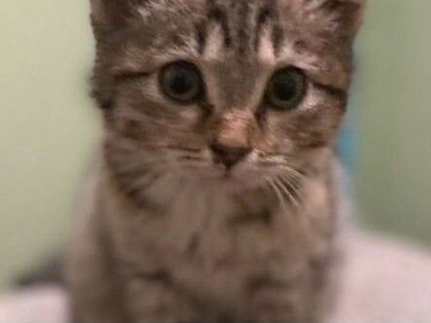 Котенок девочка полосатая