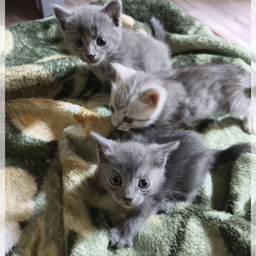 Отдам котят, полтора месяца кушают сами