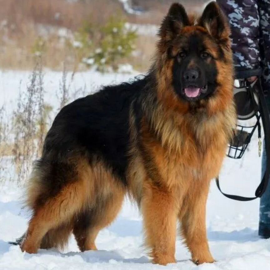 Немецкая овчарка длинношерстная