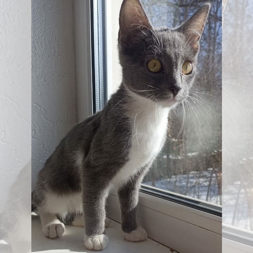 Русский голубой котёнок