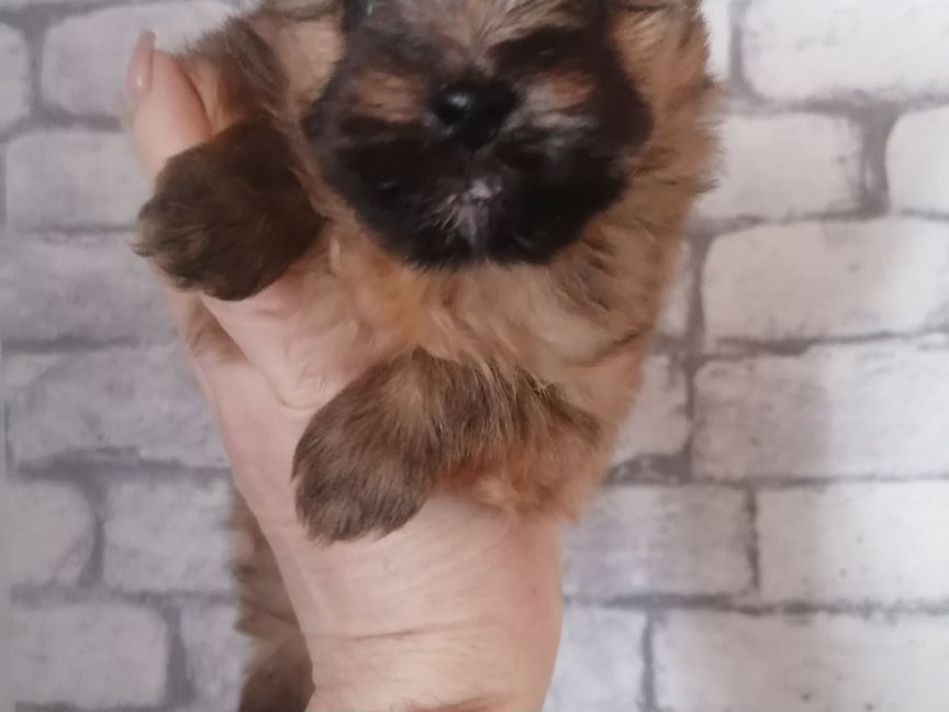 Щенок померанского шпитца