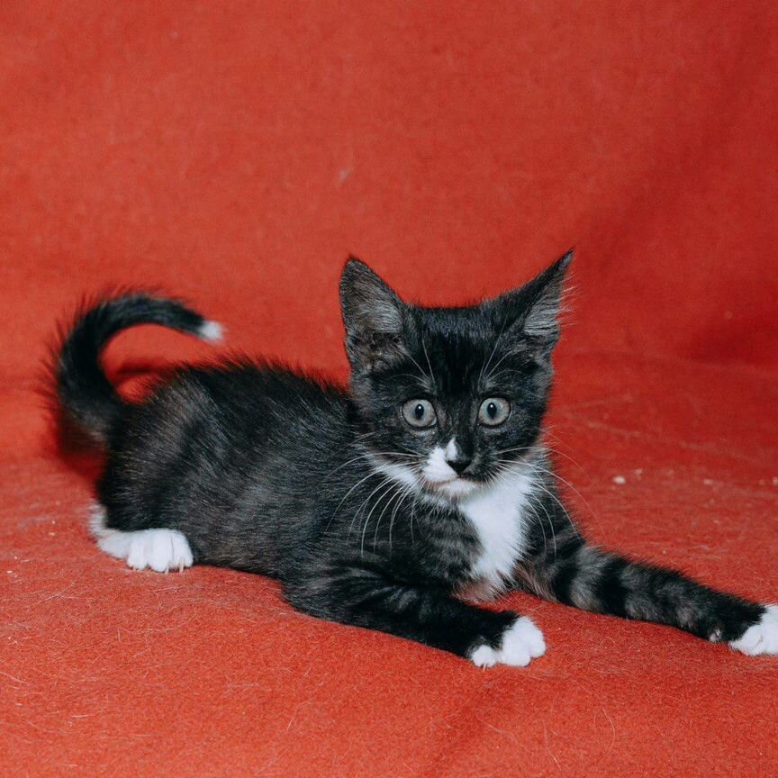 Котенок просто прелесть