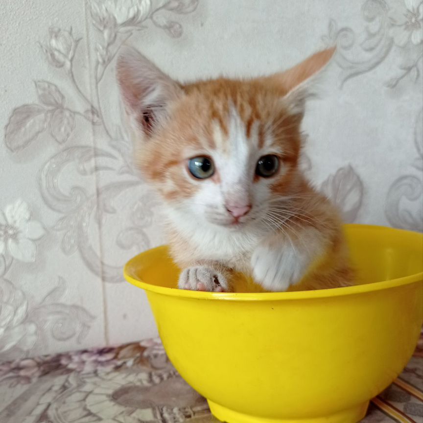 Кошки в добрые руки