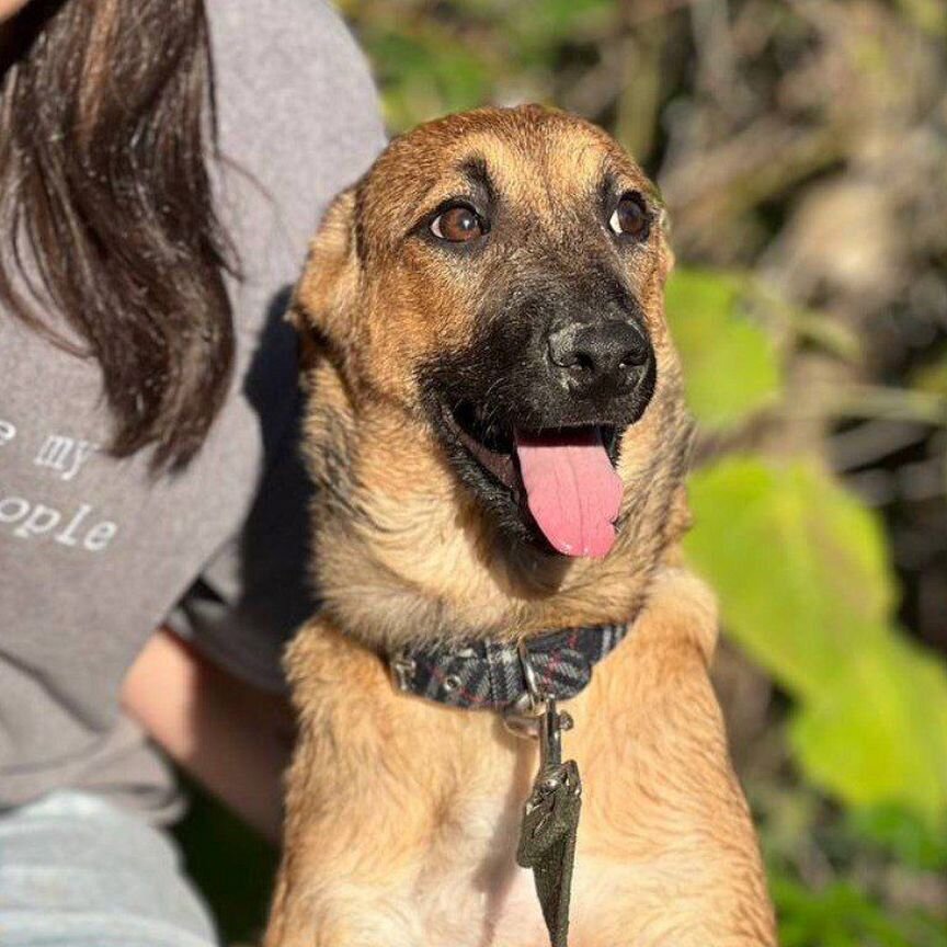 Щенок в добрые руки