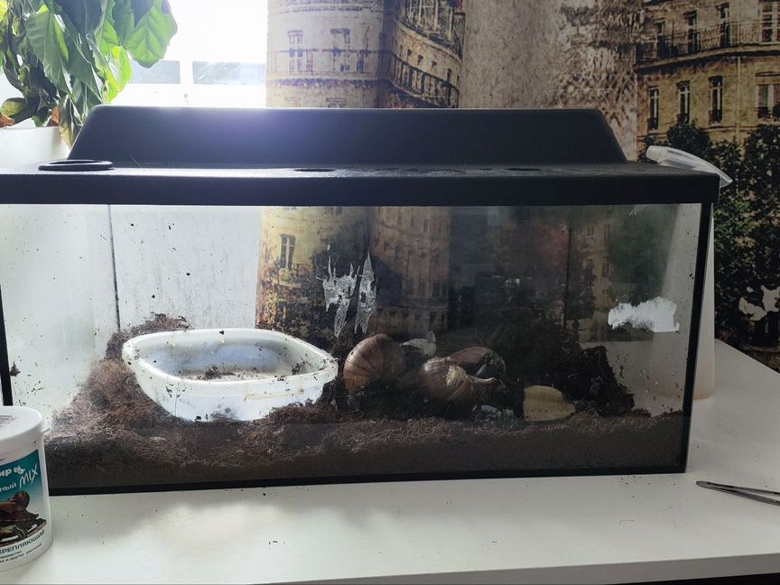 Террариум с улитками