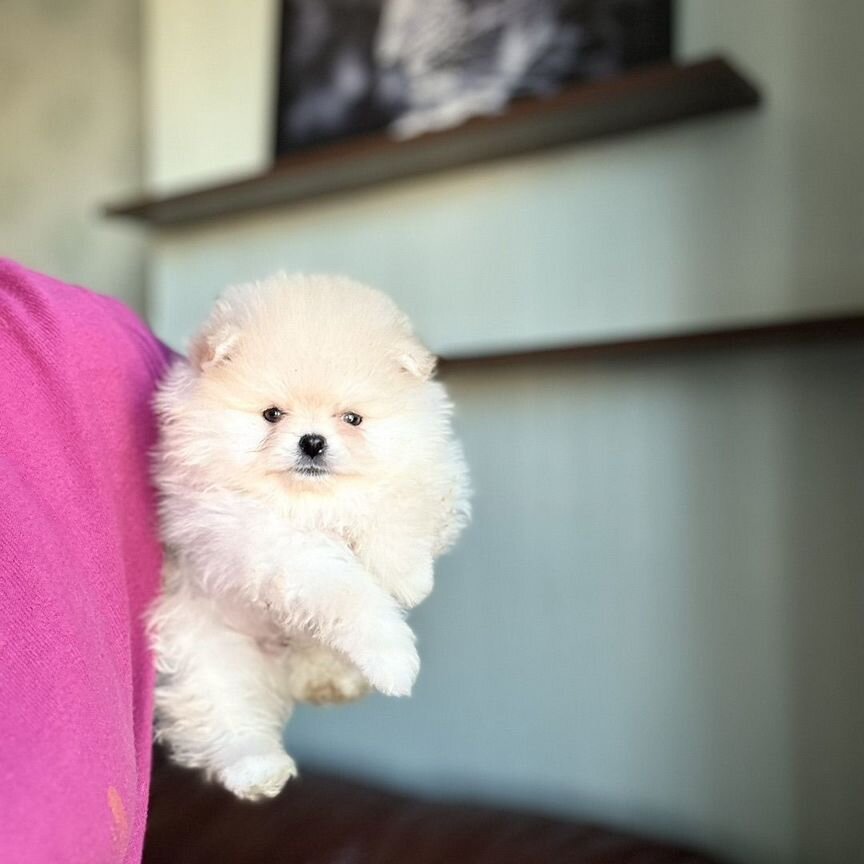 Померанский шпиц мини мишка Тээди