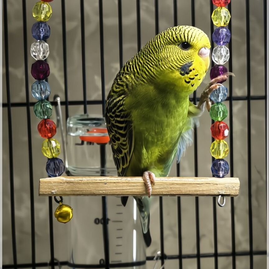 Волнистый попугай