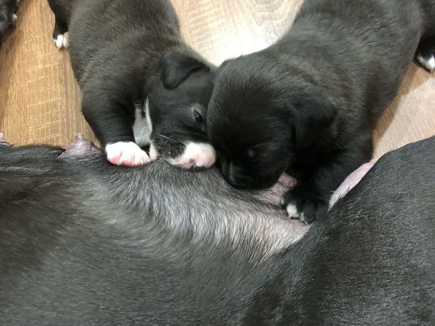 Щенки стаффорда