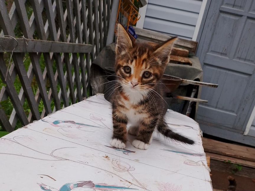 Ищу любящие ручки