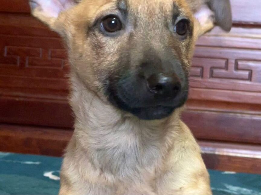 Щенок девочка Дана 3 мес в поисках дома