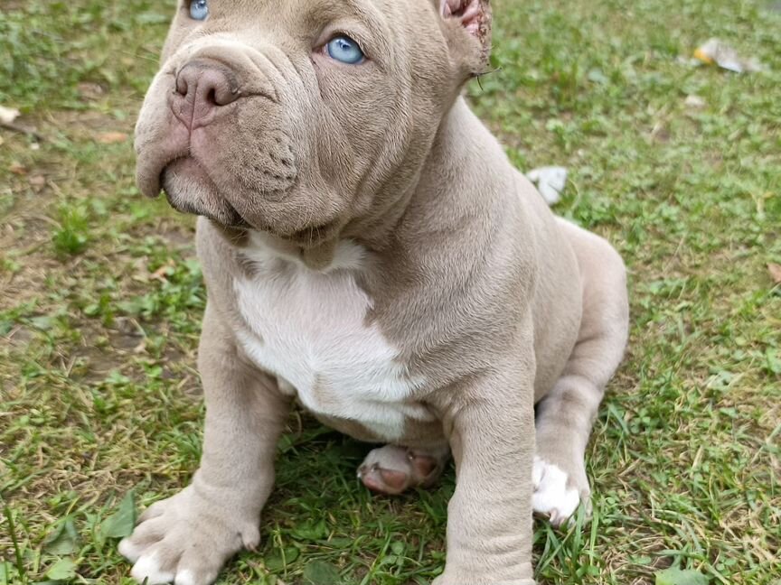 Американский булли лиловый супер мальчик