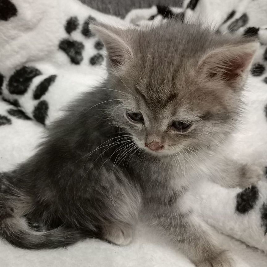 Котёнок