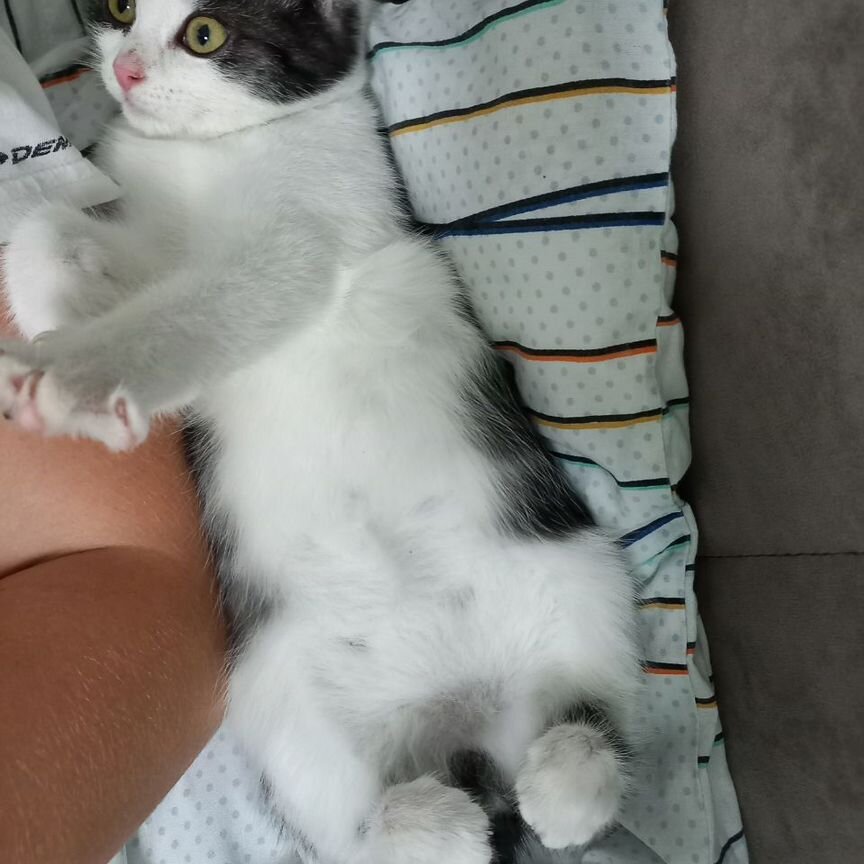 Котенок в добрые руки