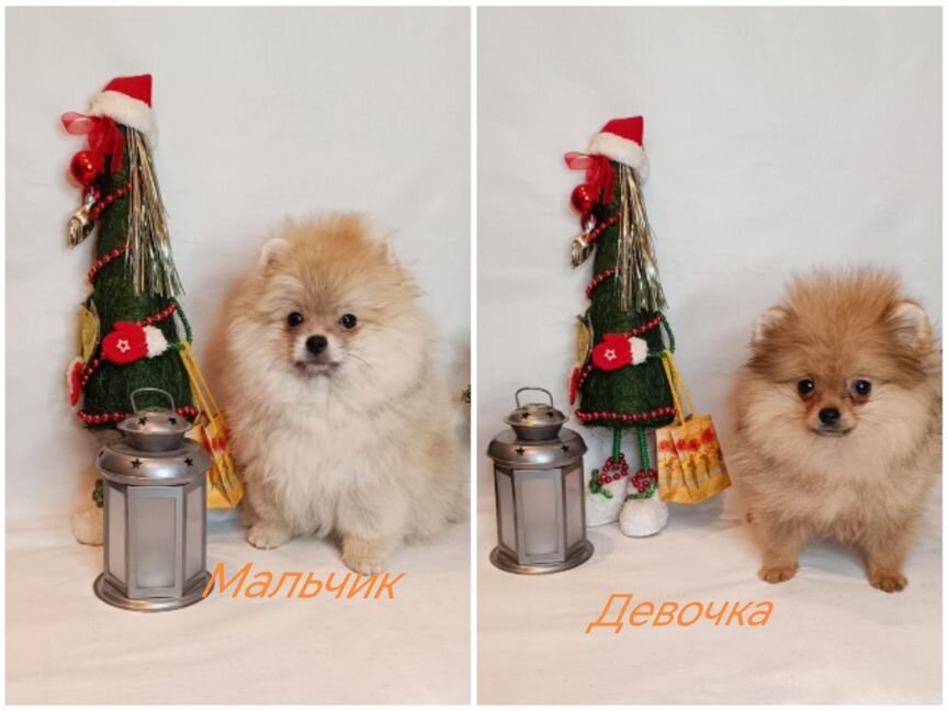Померанский шпиц