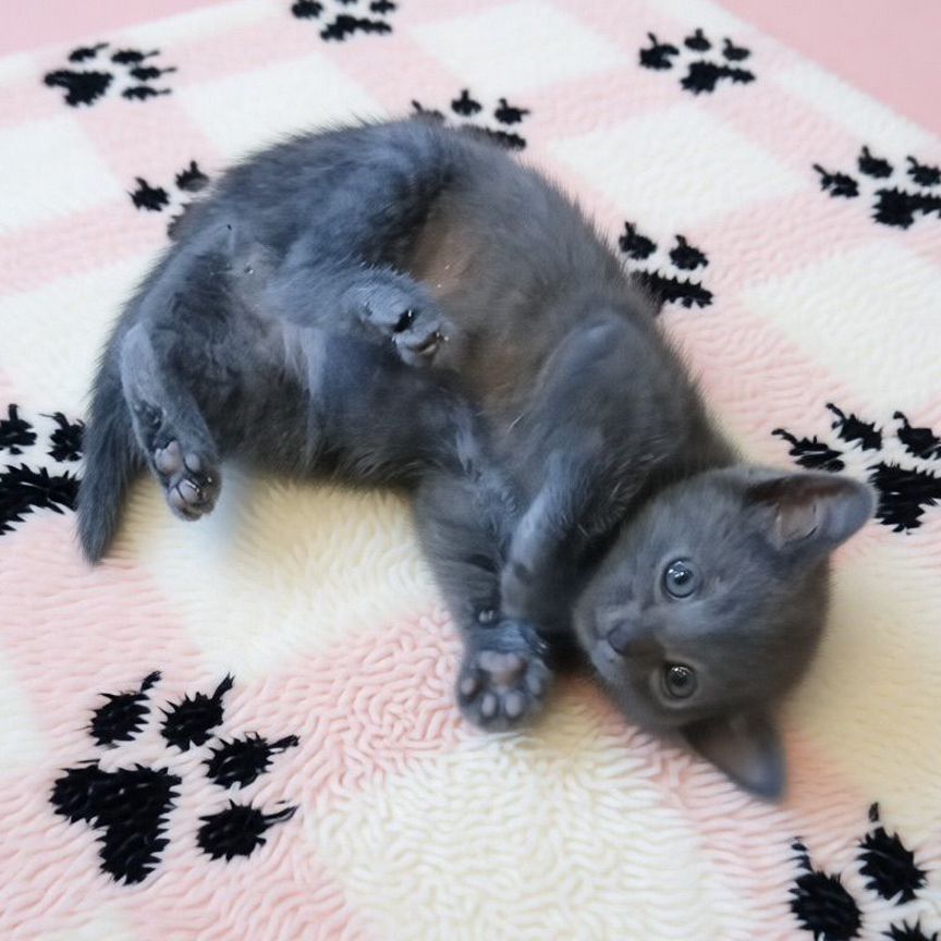 Котёнок в добрые руки