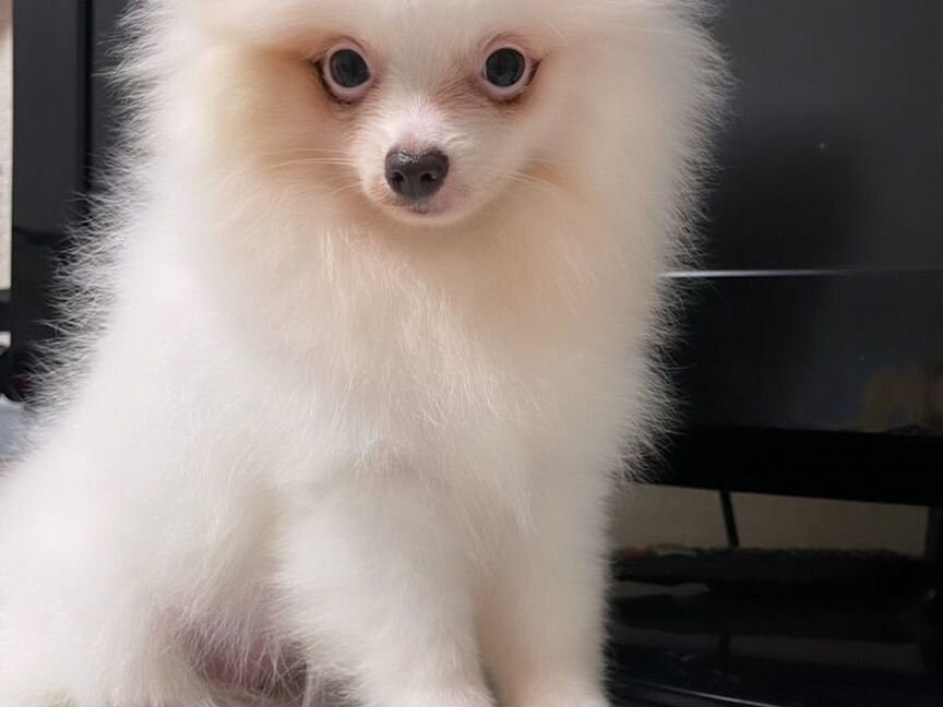 Щенки шпица белая девочка лисичка