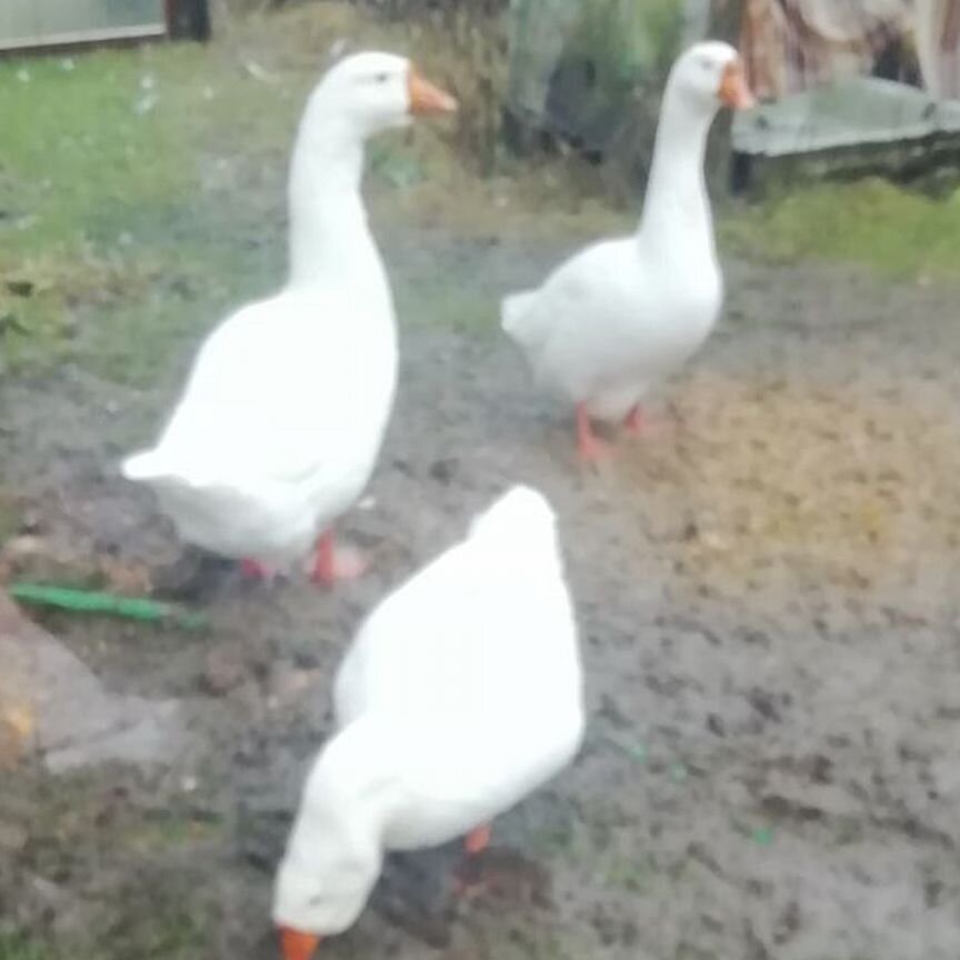 Семья гусей