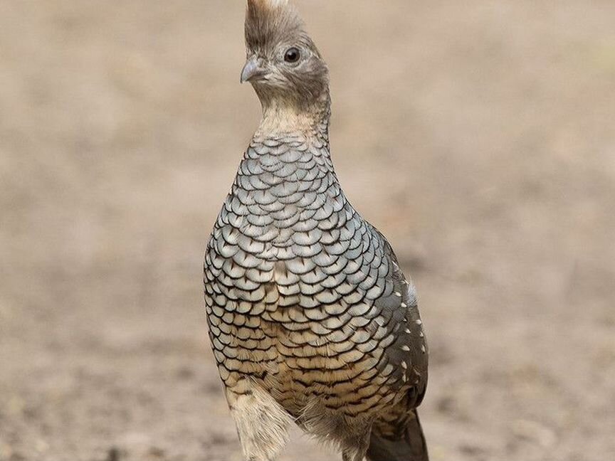 Чешуйчатый перепел
