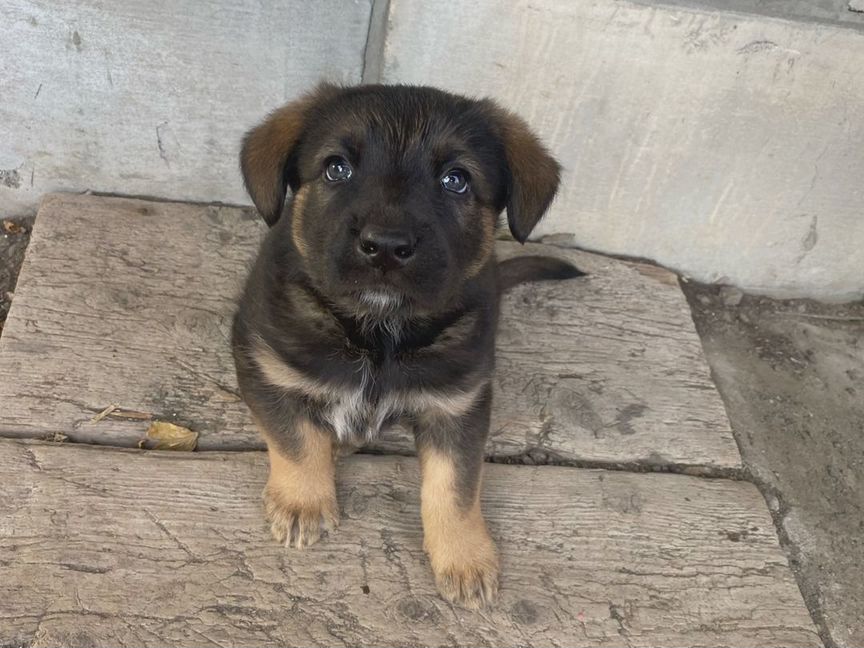 Отдам в добрые руки собачку