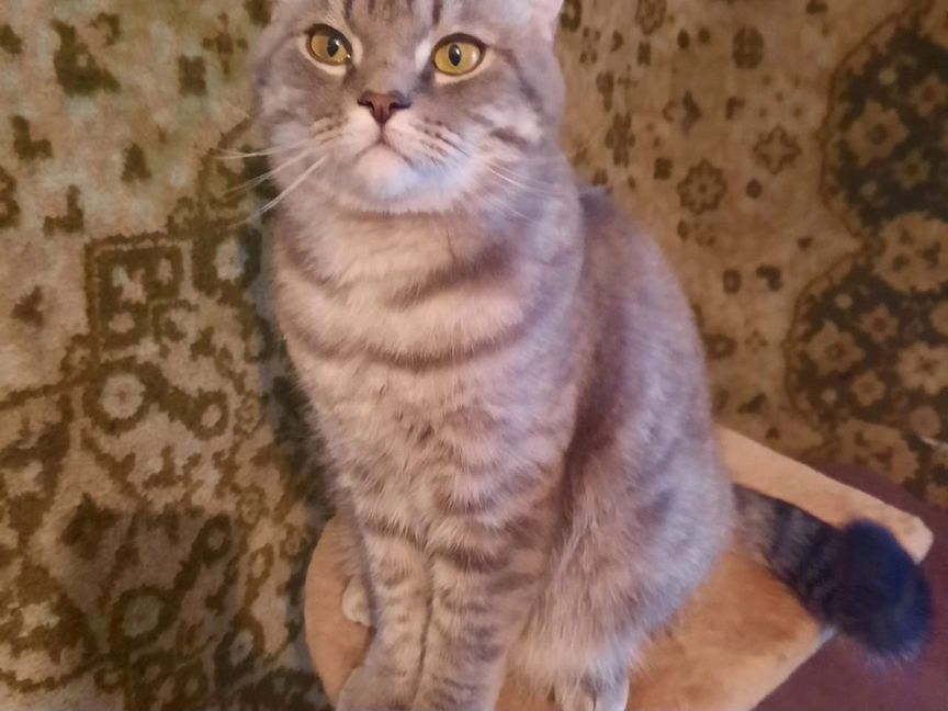 Кот