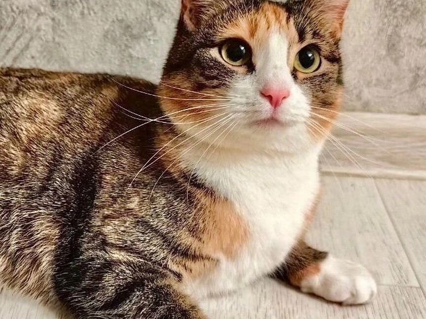 Европейская красавица