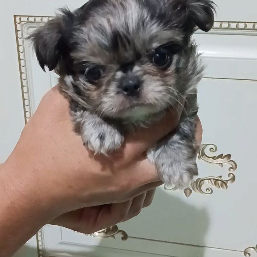 Мраморный мальчик чихуа