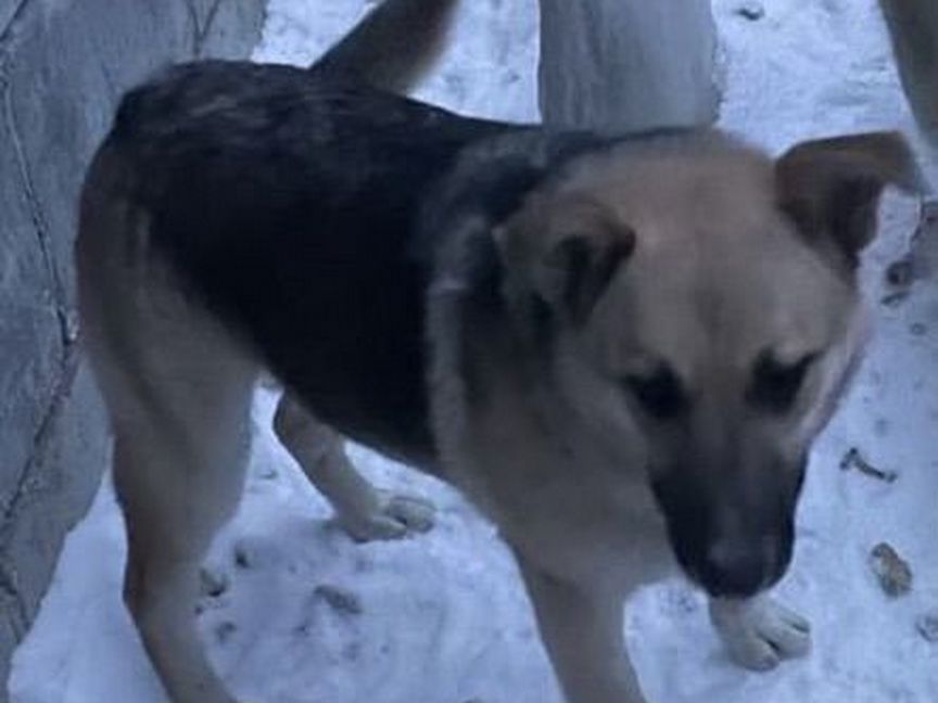 Овчарка помись