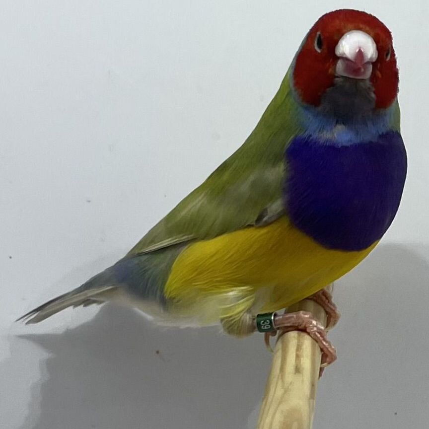 Амадины гульда