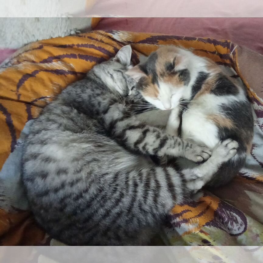 Шотландская вислоухая короткошёрстная, взрослая кошка