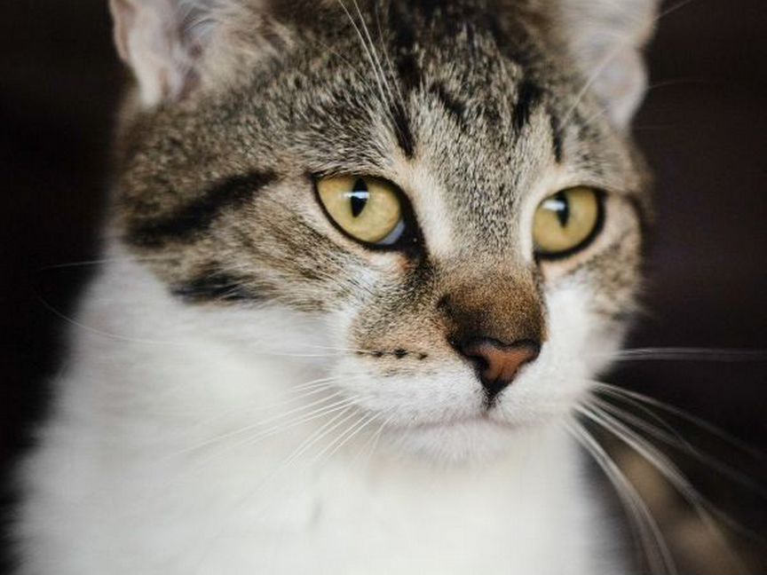 Котенок ищет дом