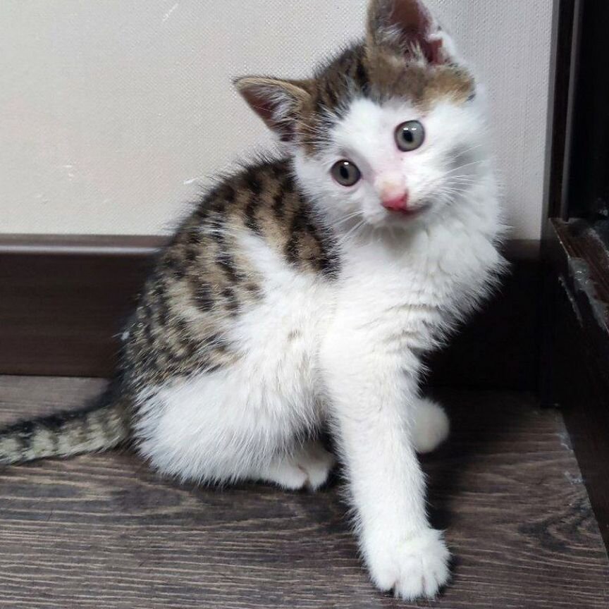 Котёнок в добрые руки