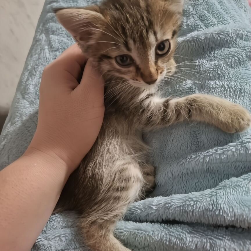 Котёнок в добрые руки
