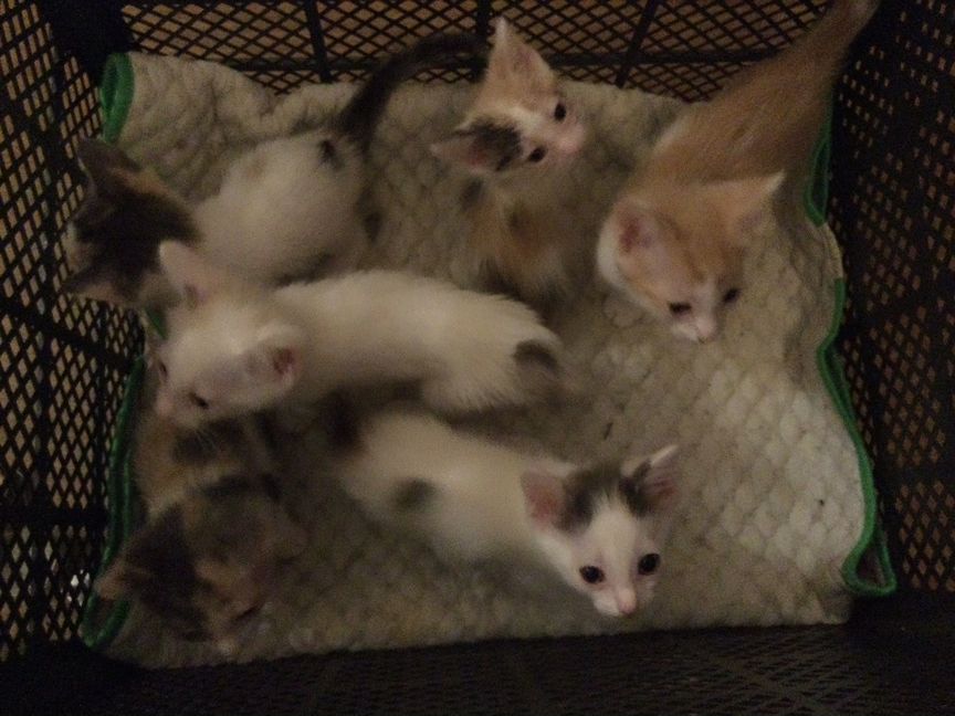 Котята