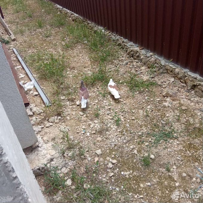 Армянские поющие голуби