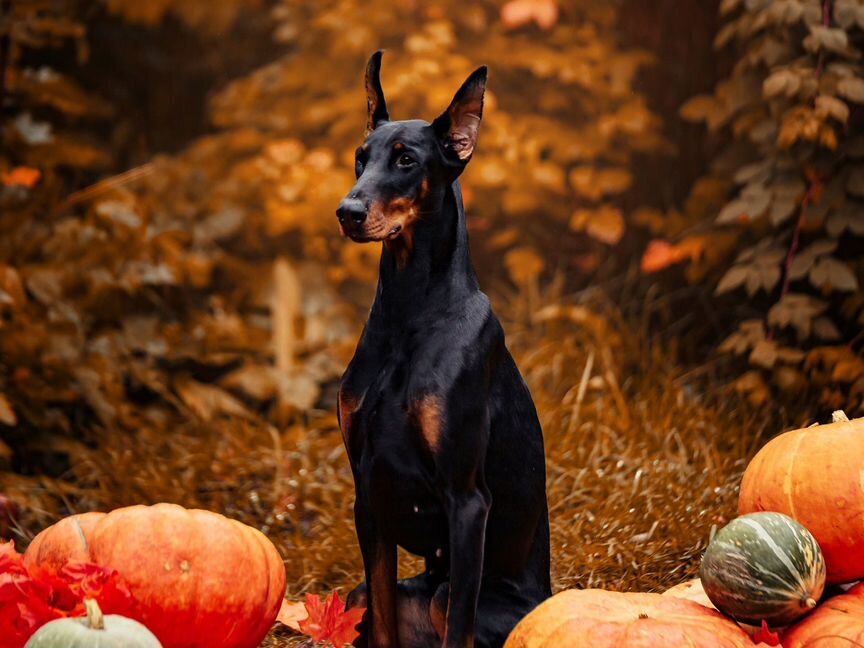 Доберман в добрые руки